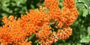 45 Types of Orange Flowers: Complete List with Names and Images