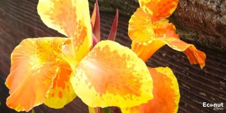 45 Types of Orange Flowers: Complete List with Names and Images
