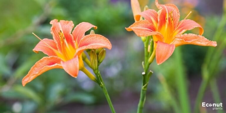45 Types of Orange Flowers: Complete List with Names and Images