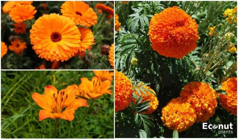 45 Types of Orange Flowers: Complete List with Names and Images