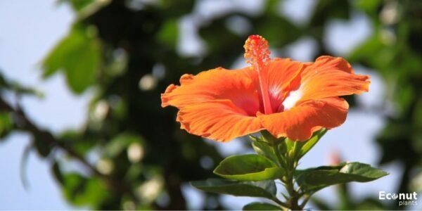 45 Types of Orange Flowers: Complete List with Names and Images
