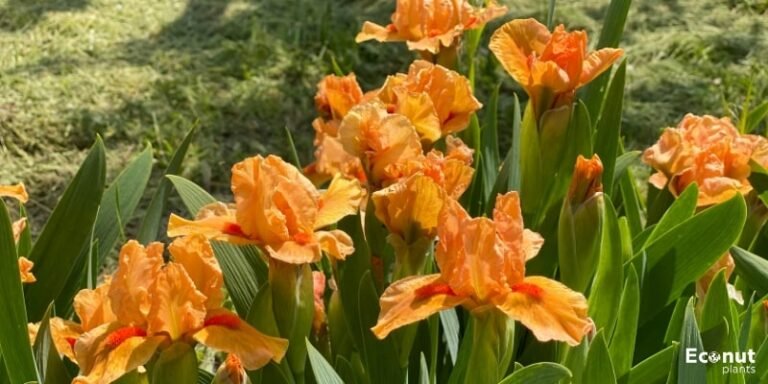 45 Types of Orange Flowers: Complete List with Names and Images