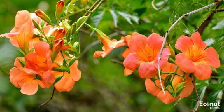 45 Types of Orange Flowers: Complete List with Names and Images