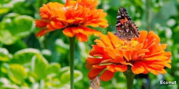 45 Types of Orange Flowers: Complete List with Names and Images