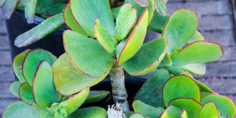 62 Succulents Types Listed with Names and Images