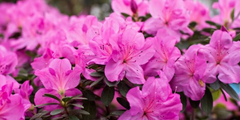 35 Pretty Pink Flowering Shrubs for Your Garden