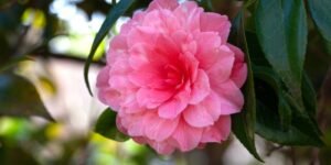 35 Pretty Pink Flowering Shrubs for Your Garden