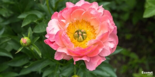 41 Peony Varieties: Peony Cultivars With names and pictures