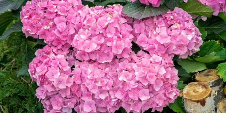 35 Pretty Pink Flowering Shrubs for Your Garden
