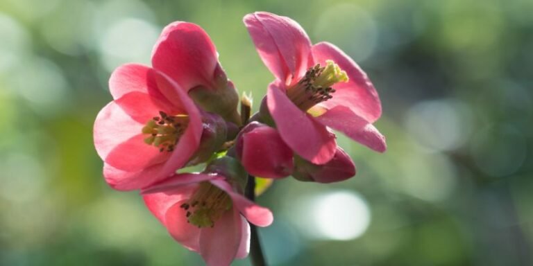 35 Pretty Pink Flowering Shrubs for Your Garden
