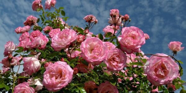 35 Pretty Pink Flowering Shrubs for Your Garden