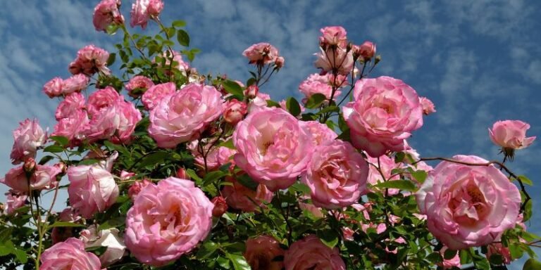35 Pretty Pink Flowering Shrubs for Your Garden