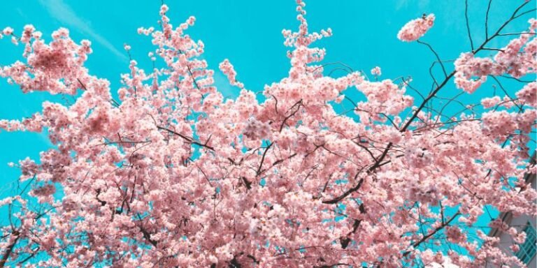 35 Pretty Pink Flowering Shrubs for Your Garden