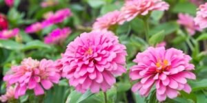 35 Pretty Pink Flowering Shrubs for Your Garden