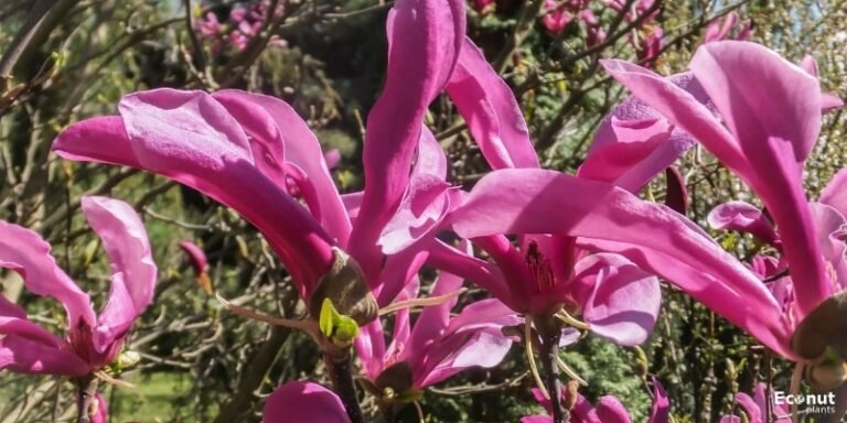 11 Different Varieties of Pink-Flowered Magnolia Trees