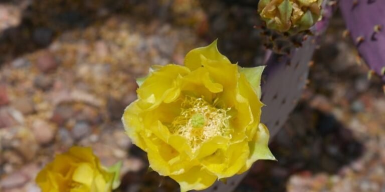 65 Most Beautiful Yellow Flowers with Names and Pictures