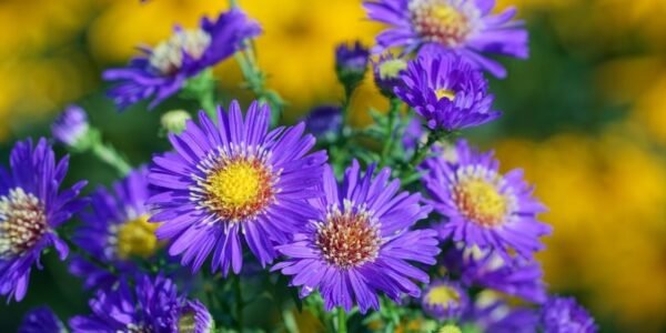 99 Purple Flowers: A Comprehensive List with Names and Images