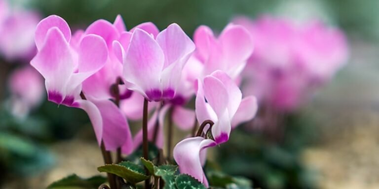 99 Purple Flowers: A Comprehensive List with Names and Images