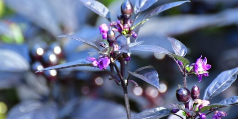 99 Purple Flowers: A Comprehensive List with Names and Images