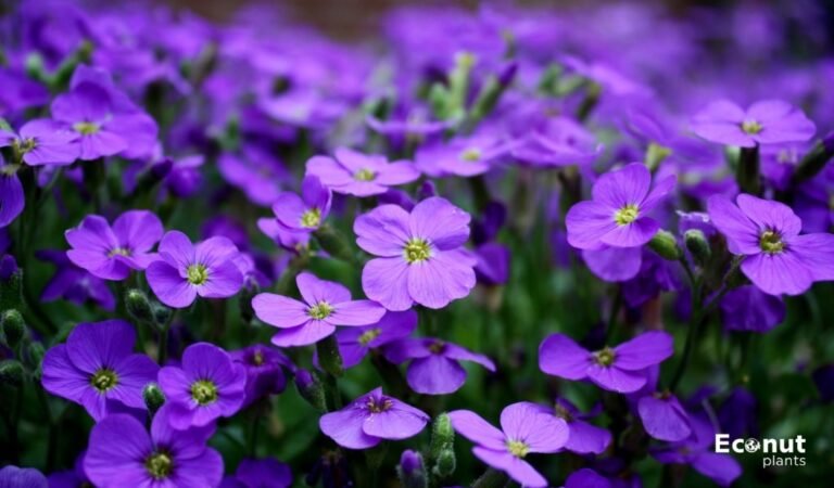 99 Purple Flowers: A Comprehensive List with Names and Images