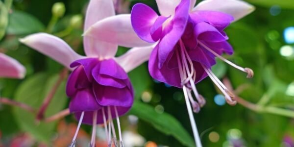 99 Purple Flowers: A Comprehensive List with Names and Images