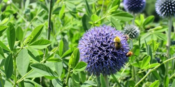 99 Purple Flowers: A Comprehensive List with Names and Images