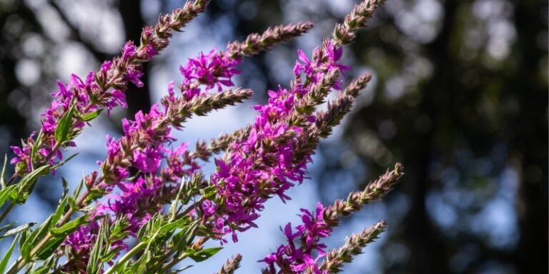 15 Weeds with Purple Flowers: Identification and Images