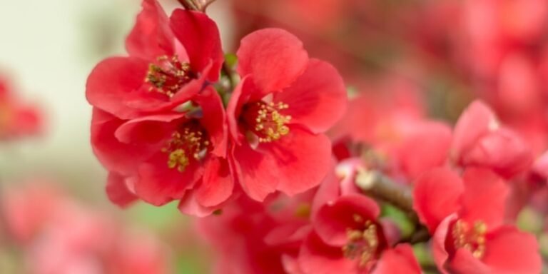65 Most Gorgeous Red Flowers: Complete List with Names and Images