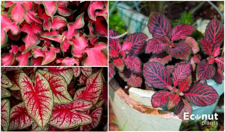 45 Houseplants with Red and Variegated Red Leaves