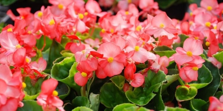 65 Most Gorgeous Red Flowers: Complete List with Names and Images