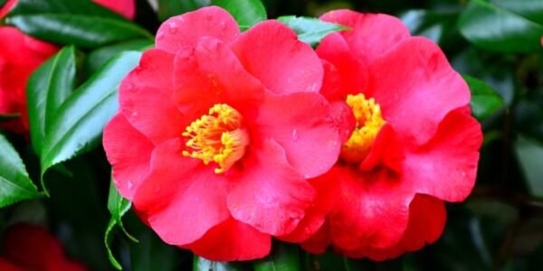 65 Most Gorgeous Red Flowers: Complete List with Names and Images