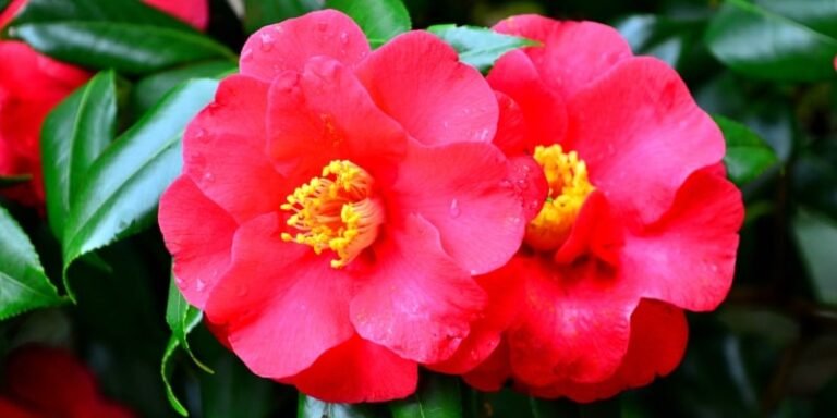 65 Most Gorgeous Red Flowers: Complete List with Names and Images