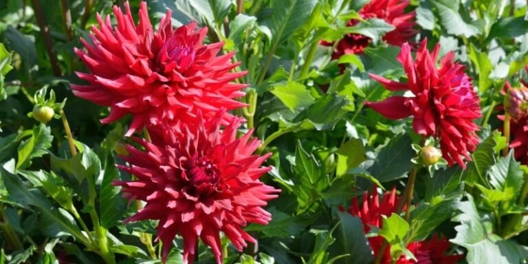 65 Most Gorgeous Red Flowers: Complete List with Names and Images