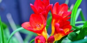 65 Most Gorgeous Red Flowers: Complete List with Names and Images