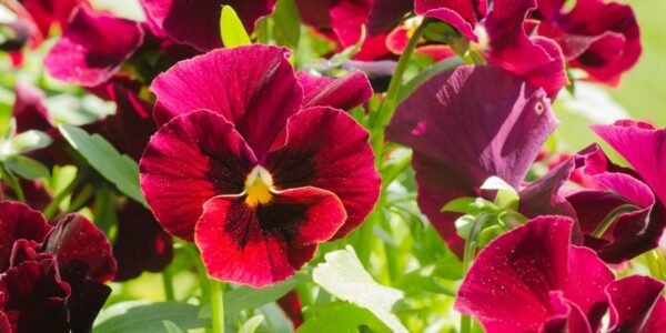 65 Most Gorgeous Red Flowers: Complete List with Names and Images