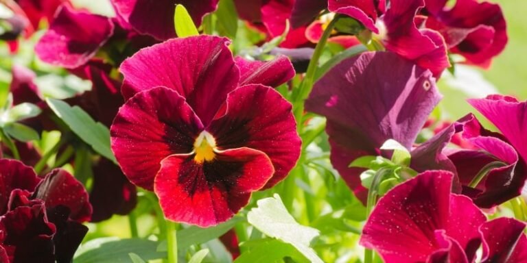 65 Most Gorgeous Red Flowers: Complete List with Names and Images