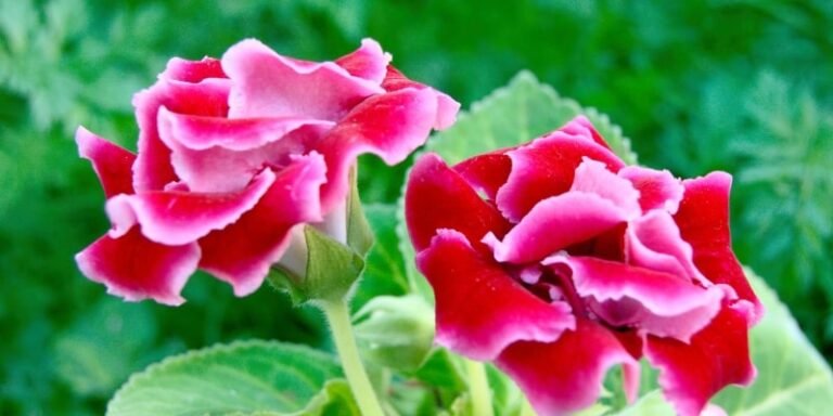 65 Most Gorgeous Red Flowers: Complete List with Names and Images