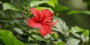 65 Most Gorgeous Red Flowers: Complete List with Names and Images