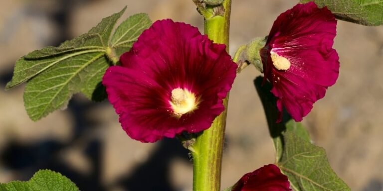 65 Most Gorgeous Red Flowers: Complete List with Names and Images