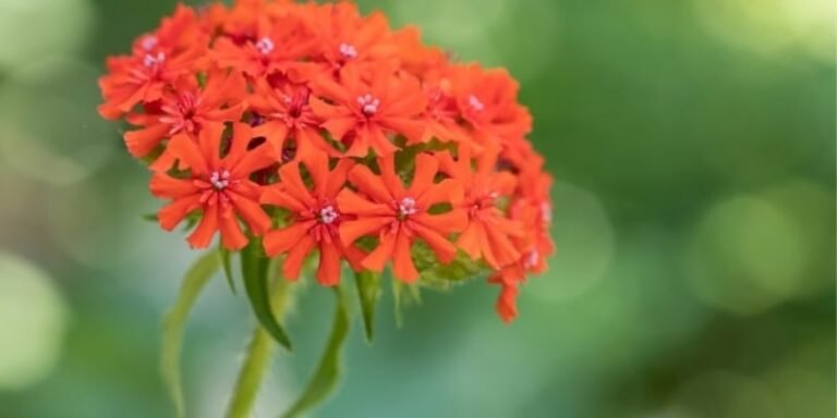 65 Most Gorgeous Red Flowers: Complete List with Names and Images