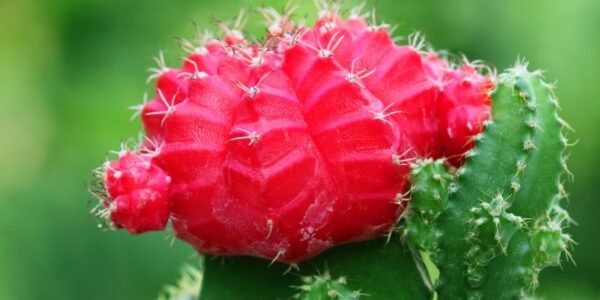 45 Houseplants with Red and Variegated Red Leaves