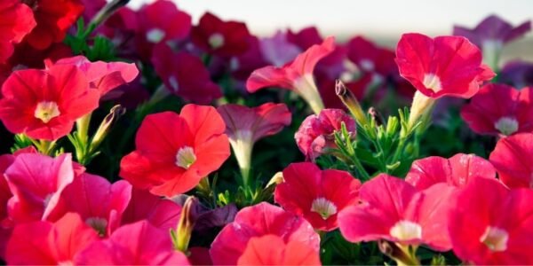 65 Most Gorgeous Red Flowers: Complete List with Names and Images