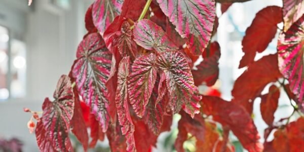45 Begonias Varieties With names and pictures