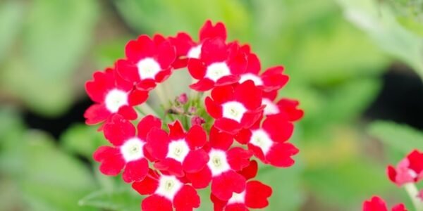 65 Most Gorgeous Red Flowers: Complete List with Names and Images