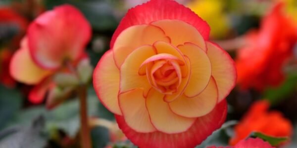 45 Begonias Varieties With names and pictures