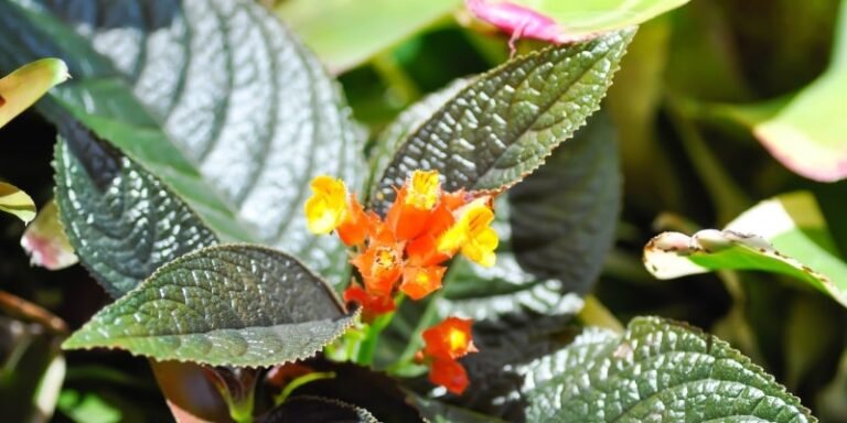 45 Begonias Varieties With names and pictures