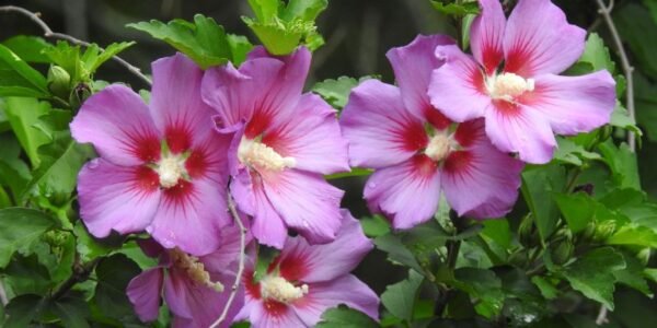 35 Pretty Pink Flowering Shrubs for Your Garden