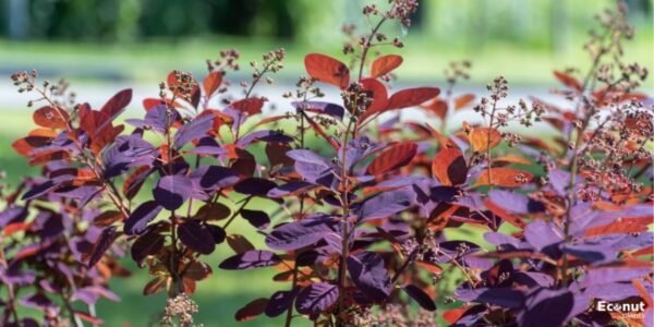25 Trees with Purple Flowers for Your House or Gardens