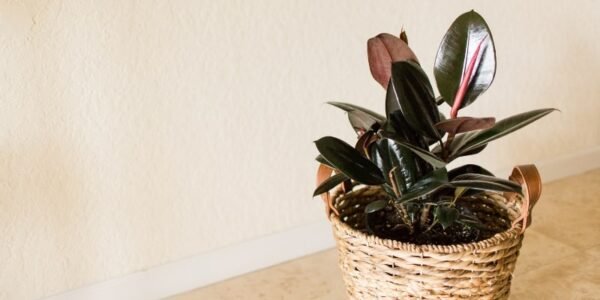 45 Houseplants with Red and Variegated Red Leaves