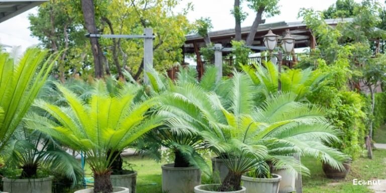 21 Small or Dwarf Palm Trees You Can Grow in Your Garden